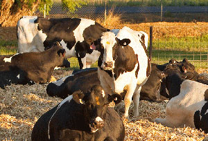 The Art & Science of Dairy from Farm to Table: Milk Production | Dairy ...